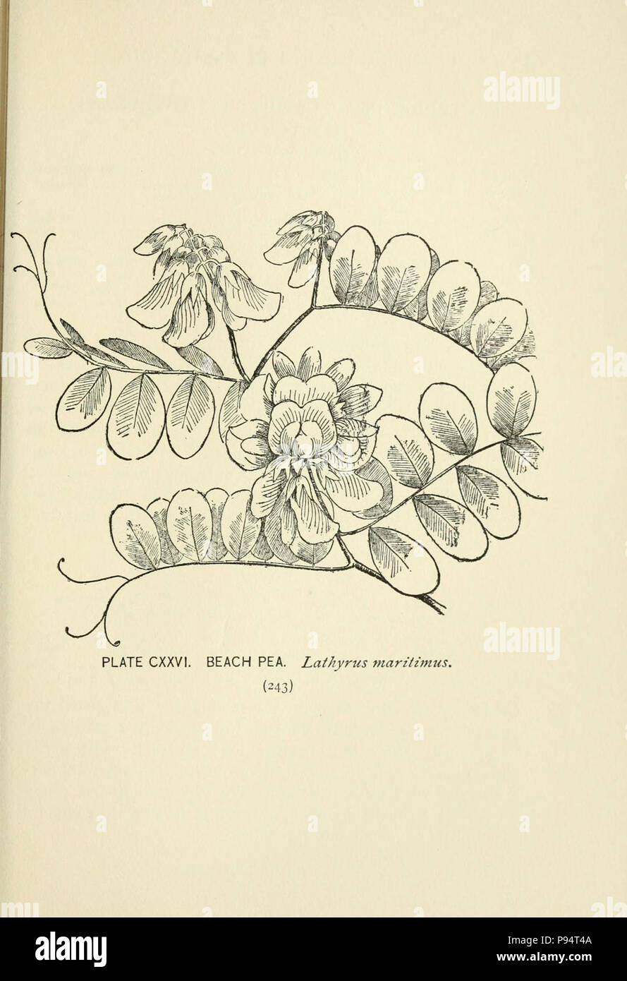 A guide to the wild flowers (Page 243, Plate CXXVI Stock Photo - Alamy