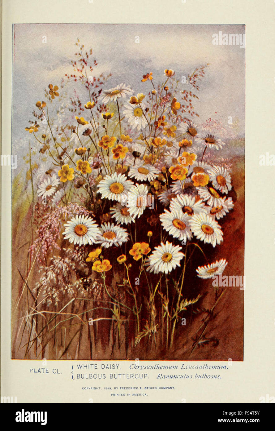 A guide to the wild flowers (Plate CL Stock Photo - Alamy