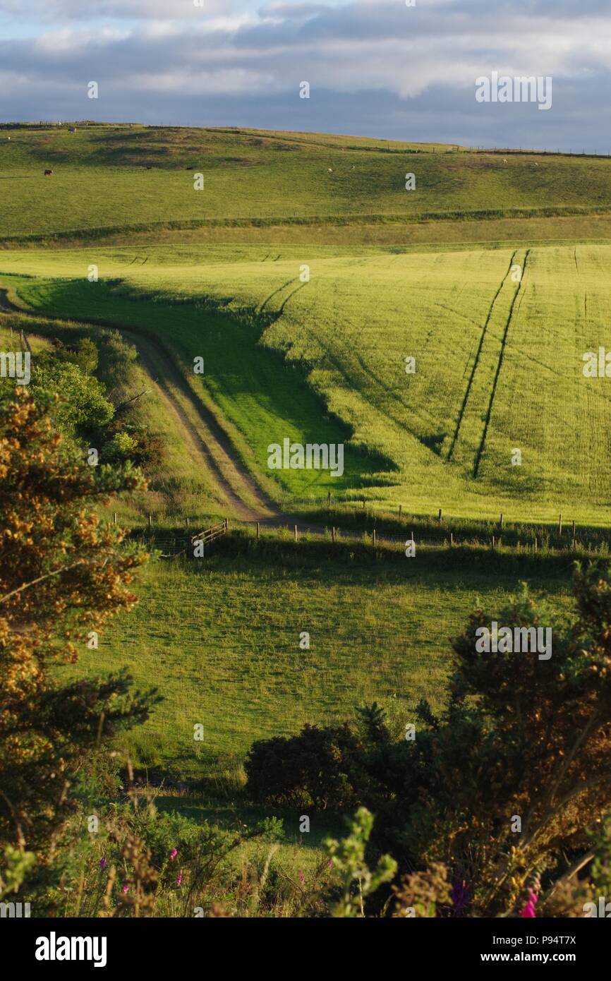 Summer Farming Landscape of the Tay Valley. Abernethy, Perth, Scotland ...