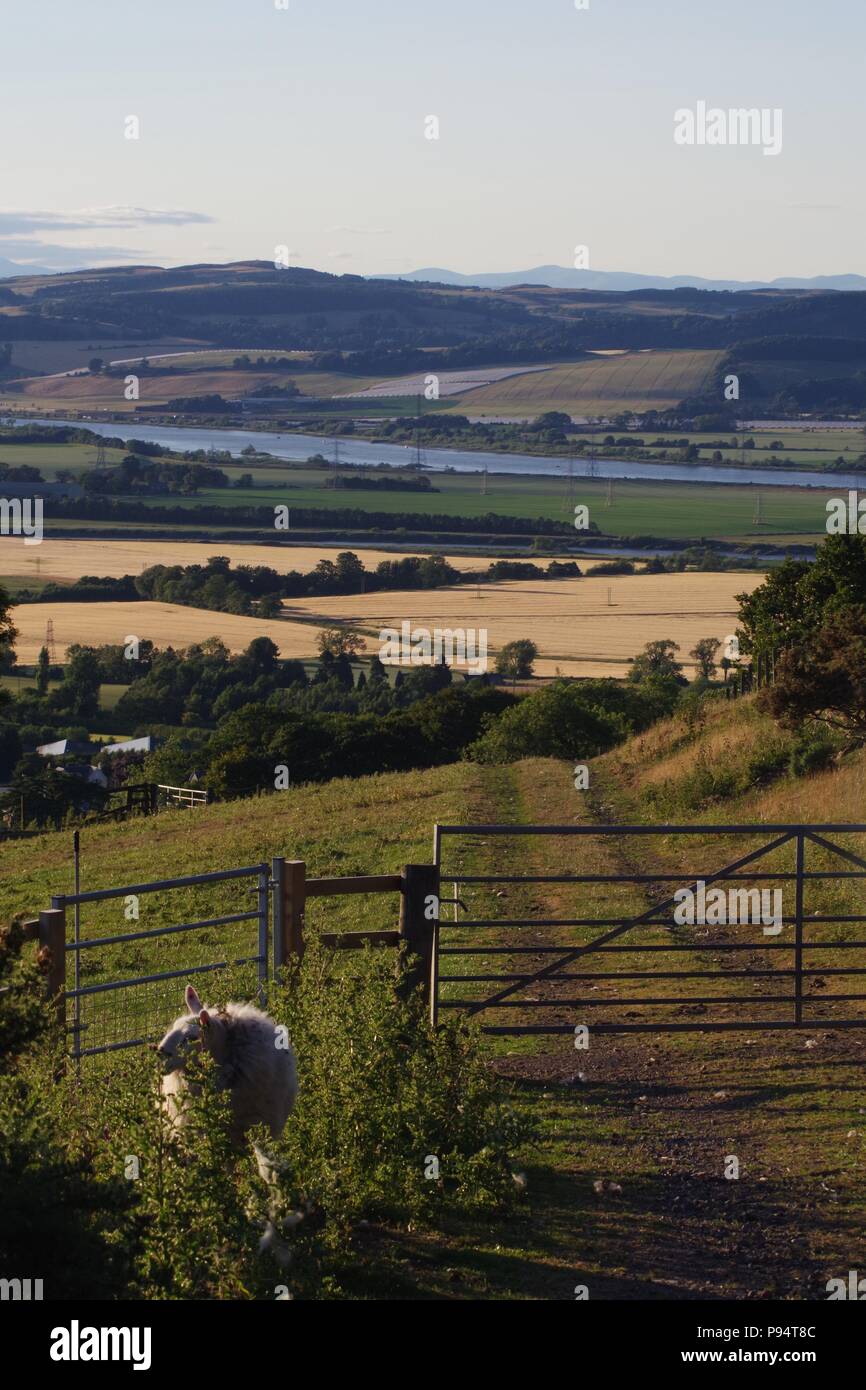 Sheep on a Farm. Abernethy, Perth, Scotland, UK. July, 2018 Stock Photo ...