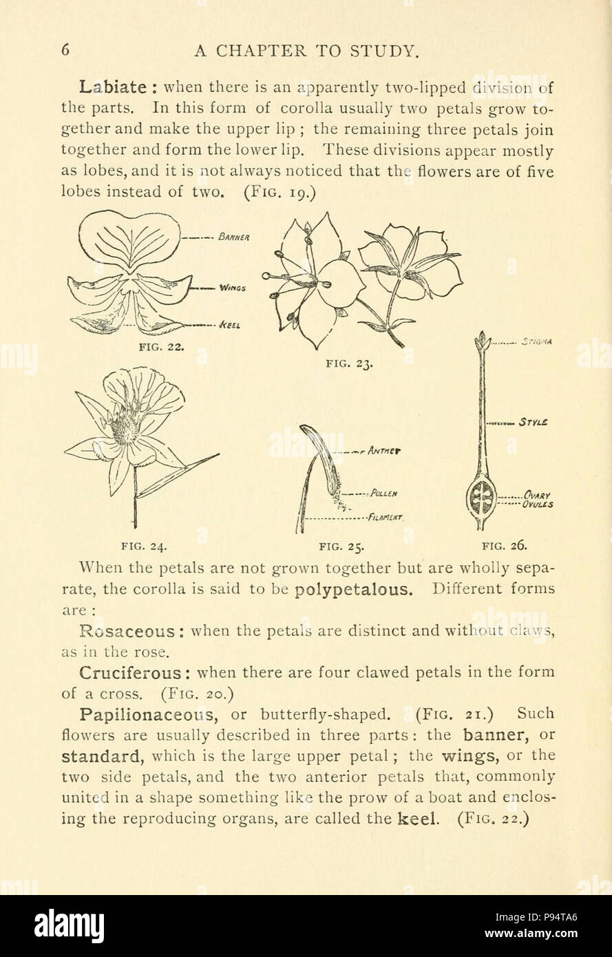 A guide to the wild flowers Stock Photo - Alamy