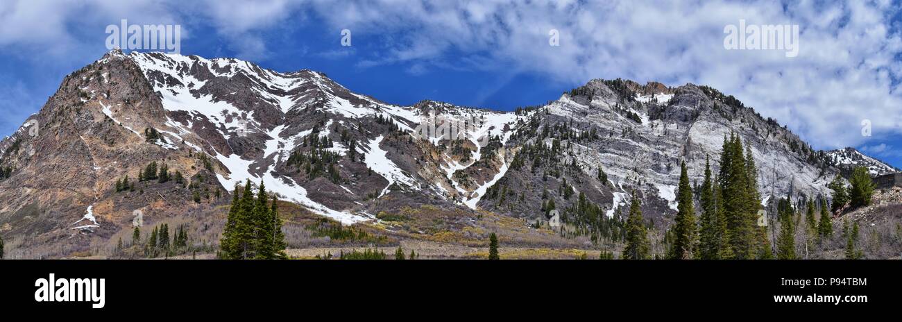 Little quaking aspen spring hi-res stock photography and images - Alamy