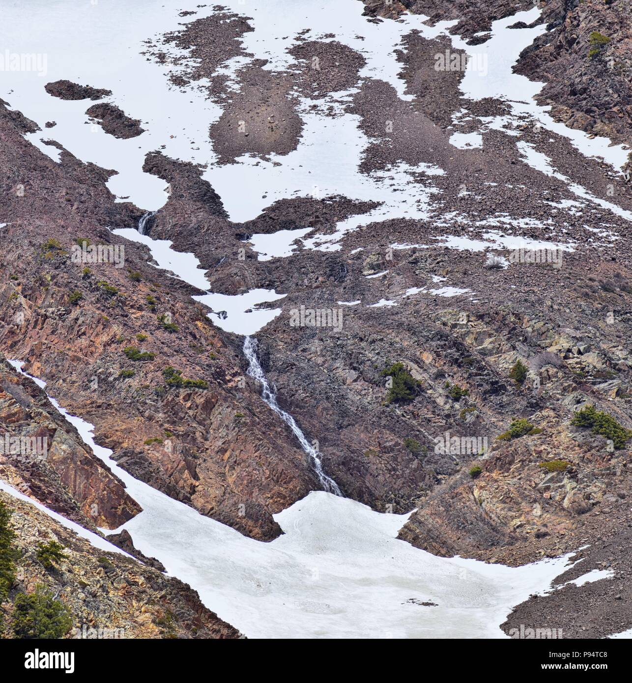 Little quaking aspen spring hi-res stock photography and images - Alamy