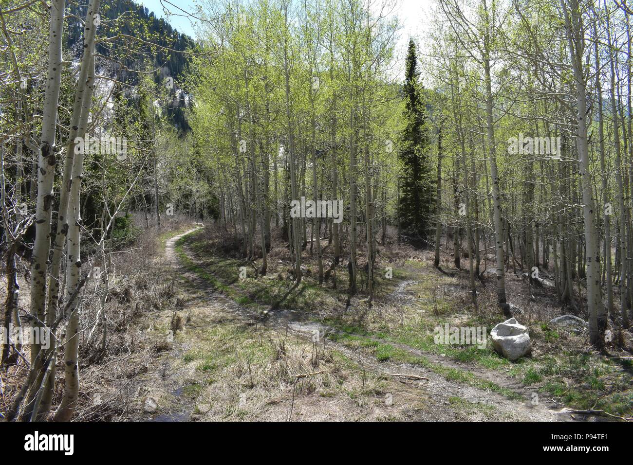 Little quaking aspen spring hi-res stock photography and images - Alamy