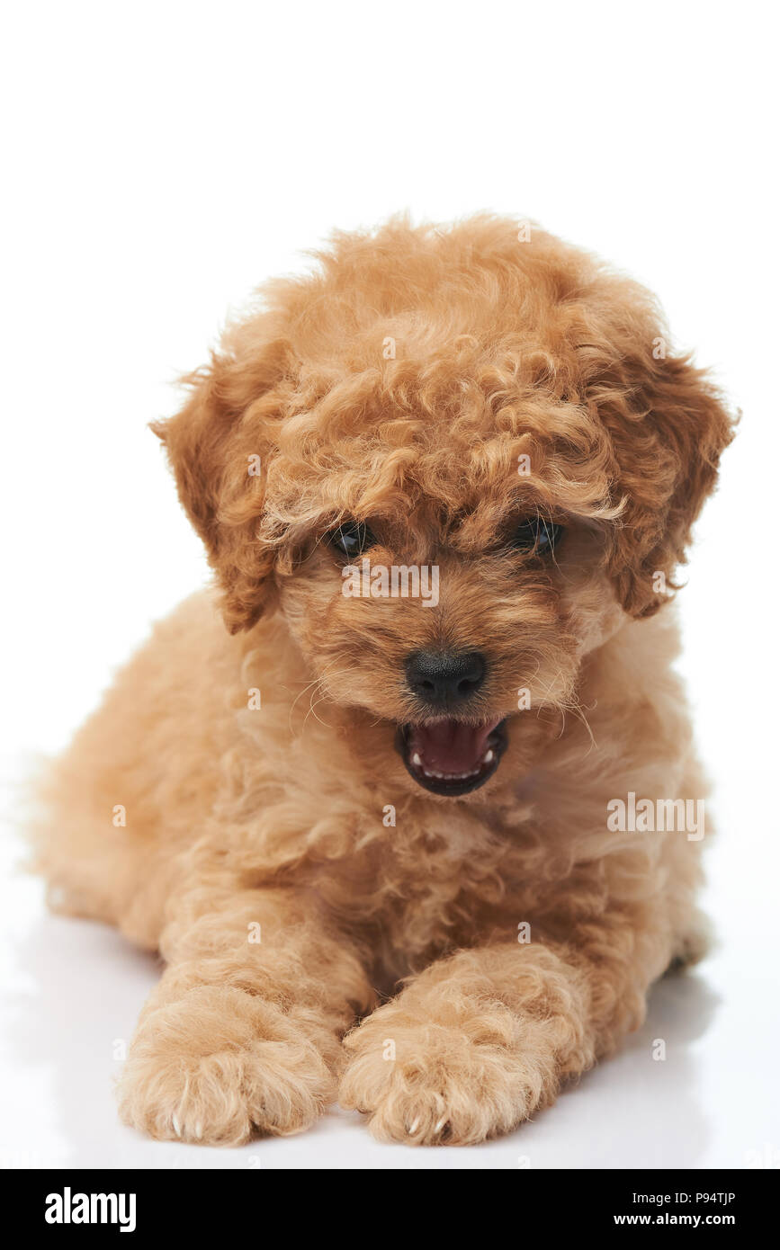 Smiling happy poodle puppy lay isolated on white background Stock Photo ...