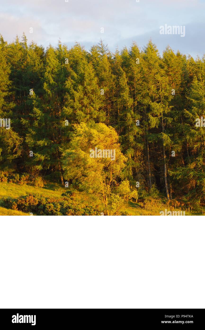 Conifer Plantation and Birch Tree in the Golden light of a Summer ...