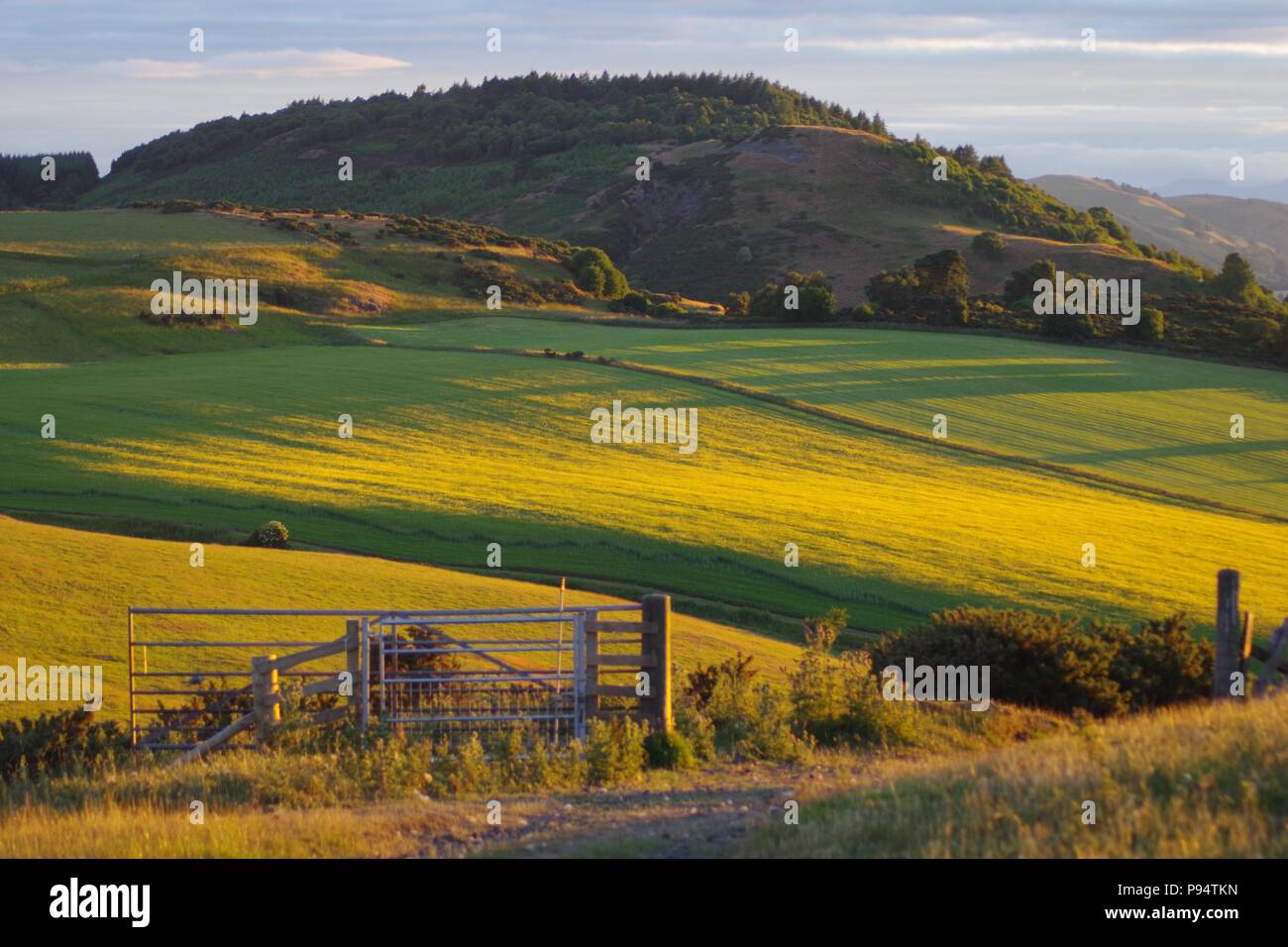Arable Farm Fields in the Golden Light of Dusk beyond a Gate. Castle ...
