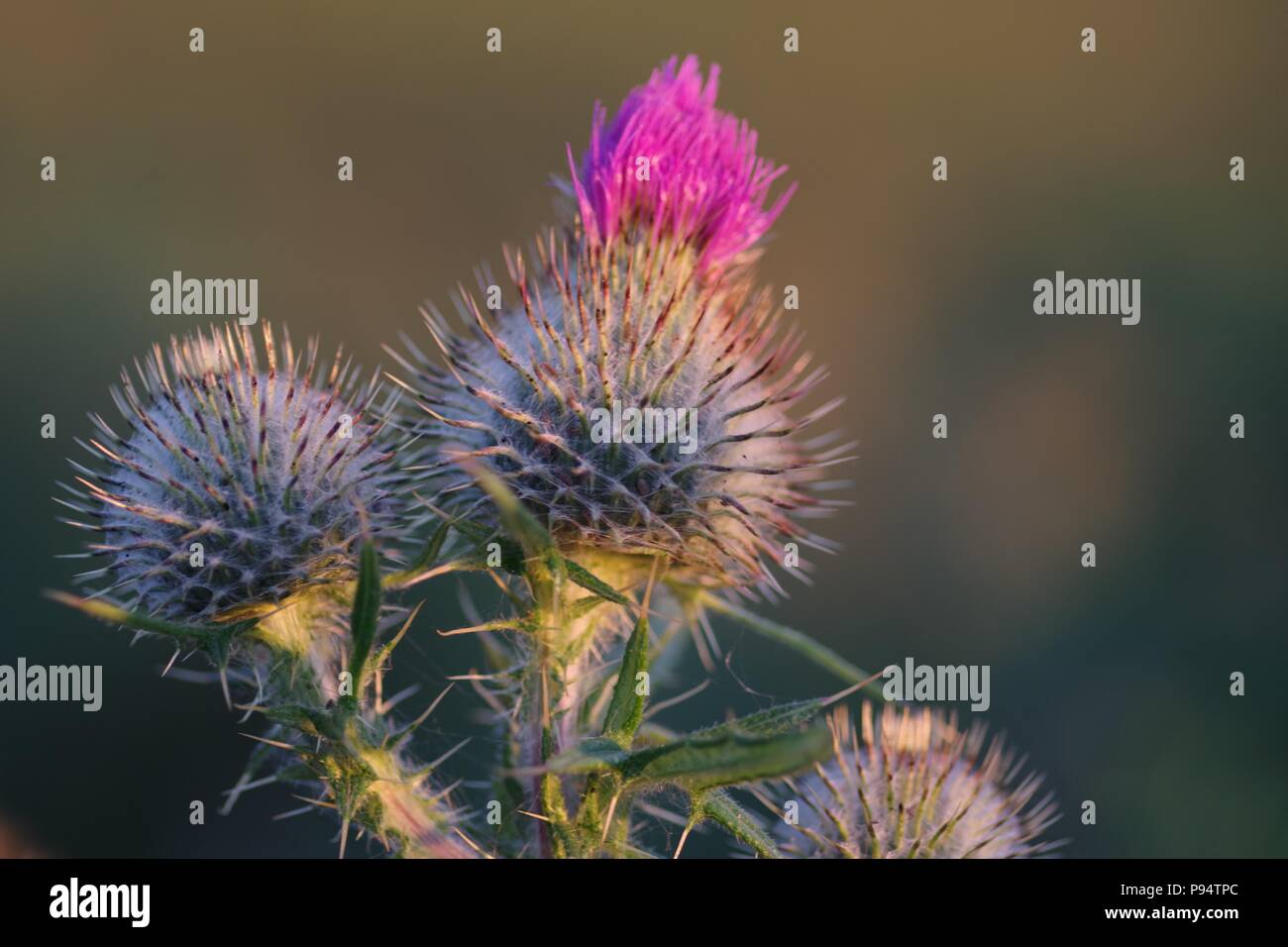 Scottish Thistle High Resolution Stock Photography and Images - Alamy