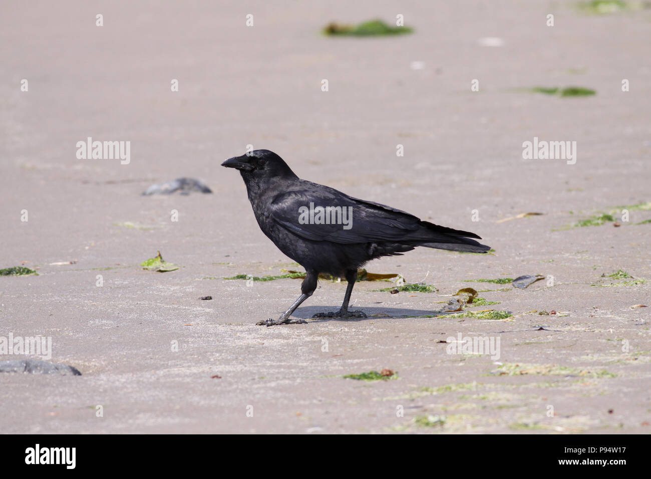 American Crow June 8th, 2009 Haystack Rock, Cannon Beach, Oregon Stock ...