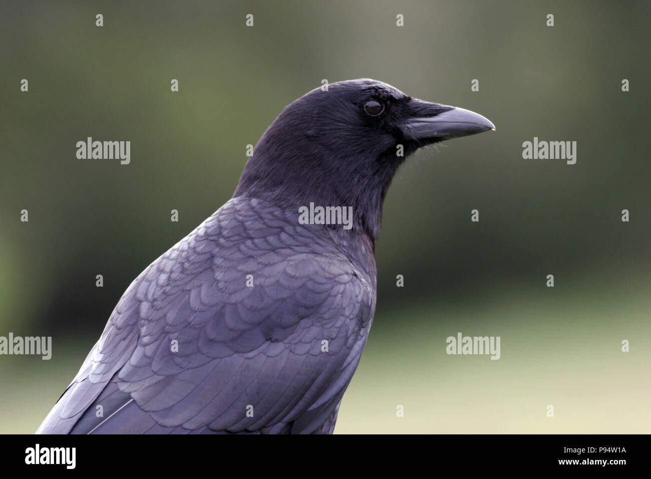 American crow hi-res stock photography and images - Alamy