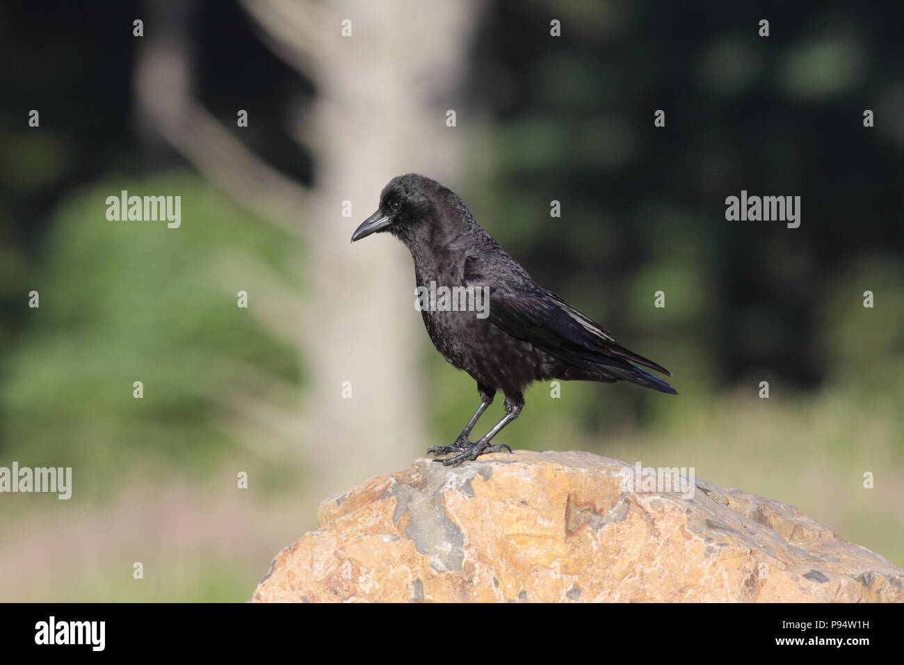 American Crow June 26th, 2011 Ecola State Park, Oregon Stock Photo - Alamy