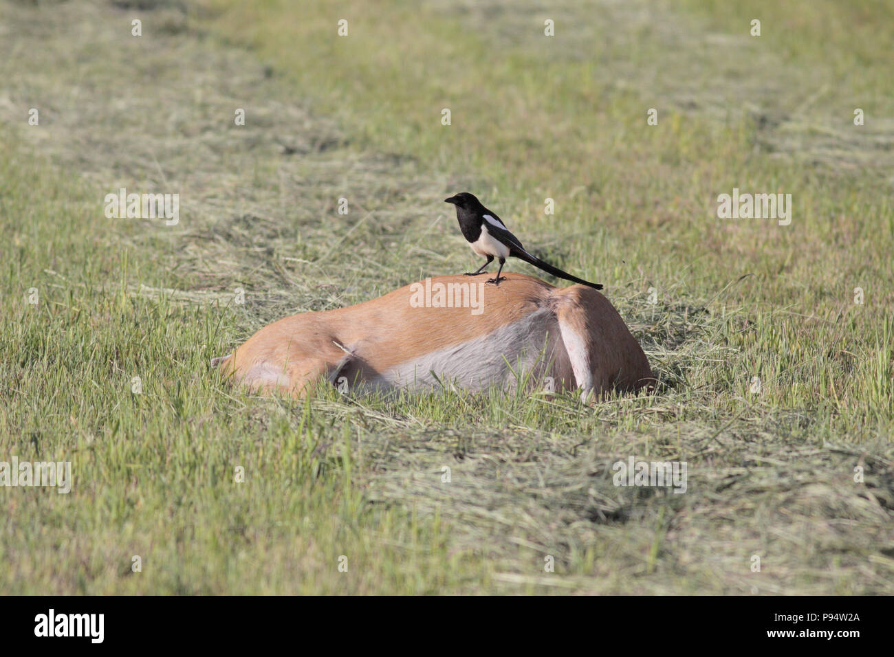 Black billed magpie deer hi-res stock photography and images - Alamy