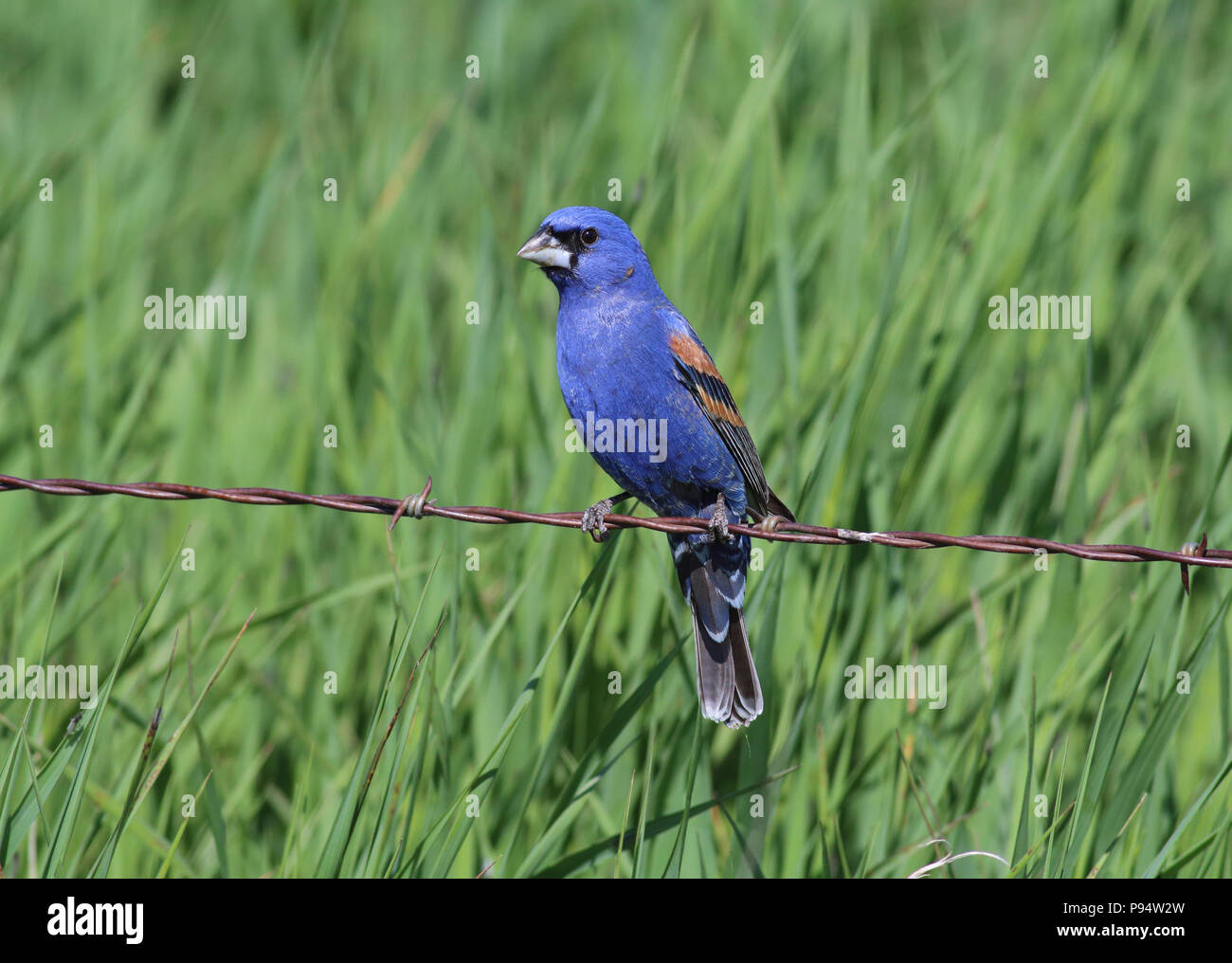 Blue grosbeak hi-res stock photography and images - Alamy