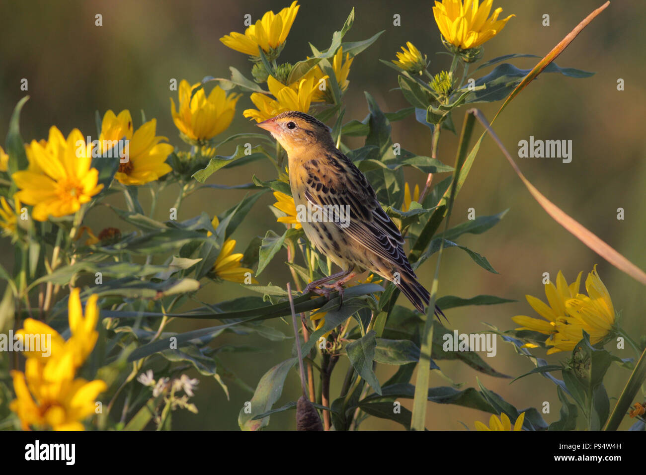 Female bobolink hi-res stock photography and images - Alamy