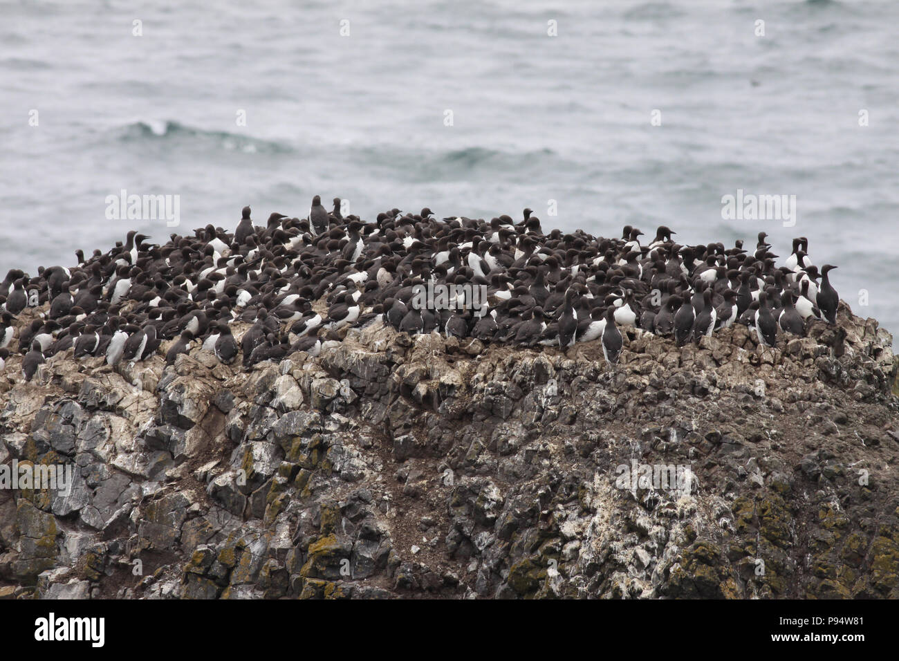 Common murre colony hi-res stock photography and images - Alamy