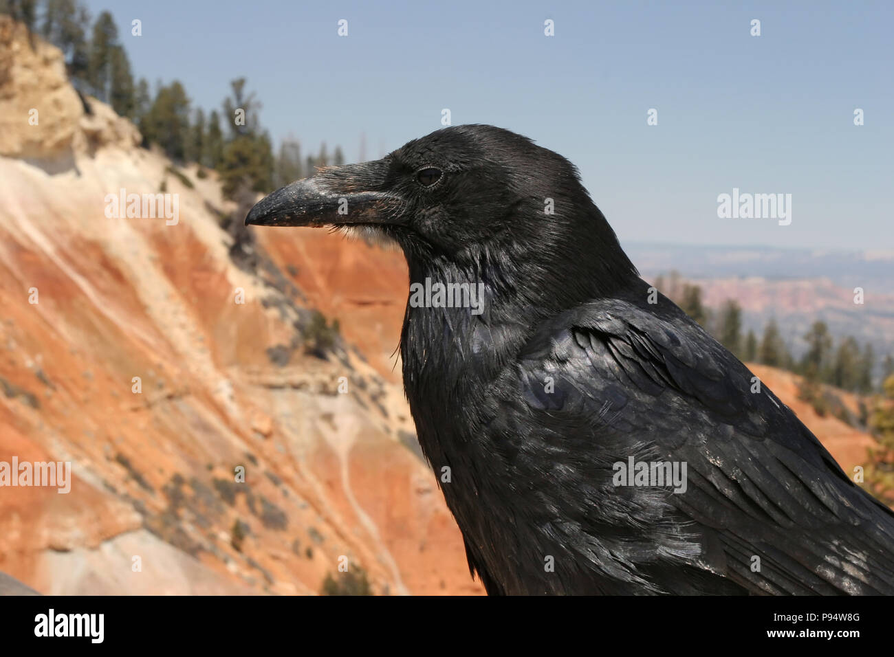 Raven black hi-res stock photography and images - Alamy