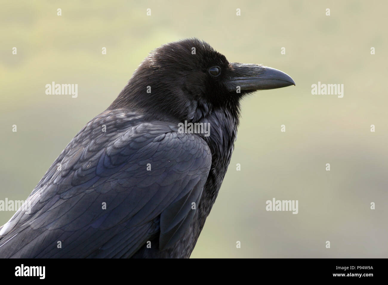 Common Raven April 19th, 2007 Point Reyes National Seashore, California ...