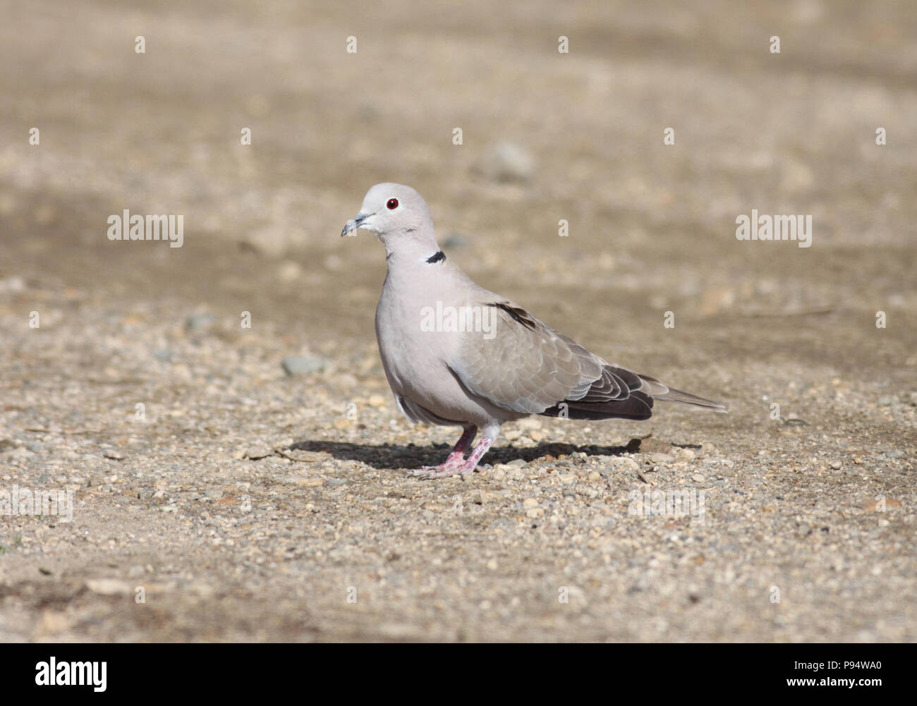 Collared dove neck plumage hi-res stock photography and images - Alamy