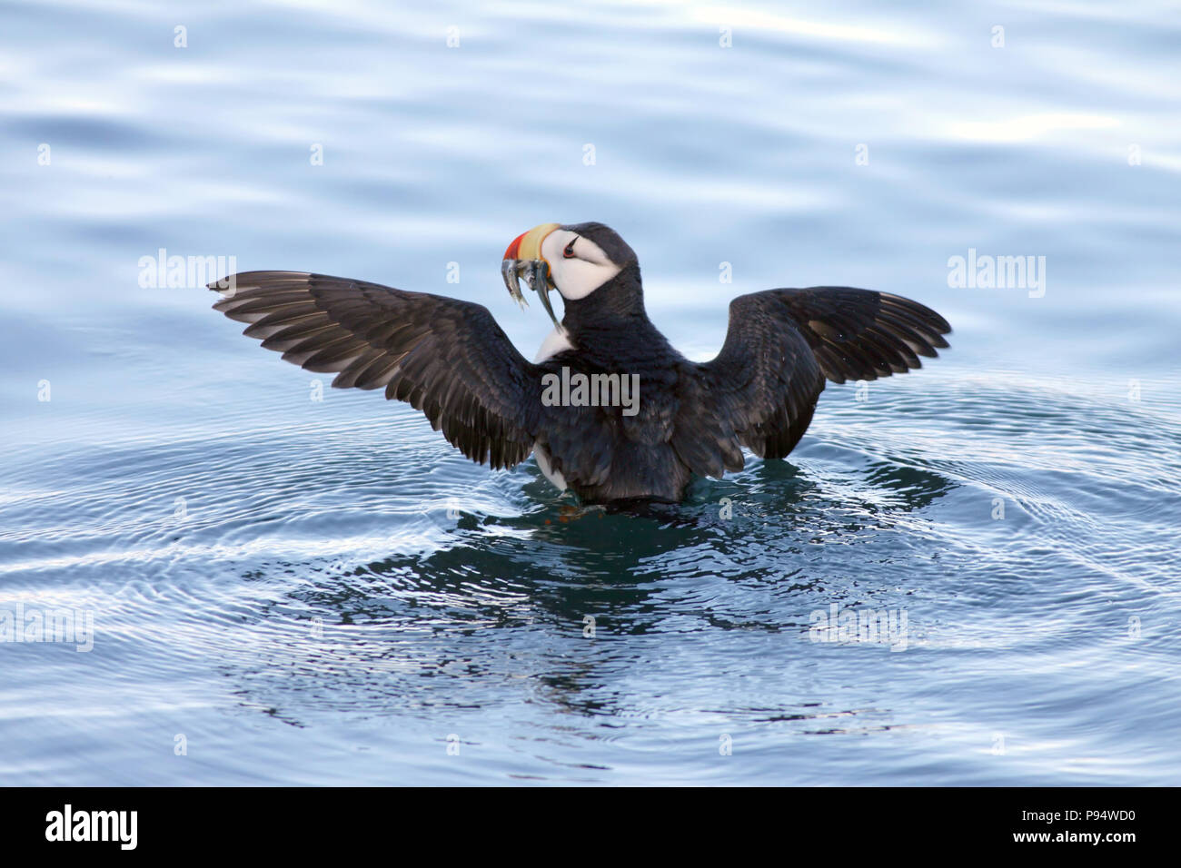 Horned Puffin, fishing for prey for it's young. taken near Seward ...