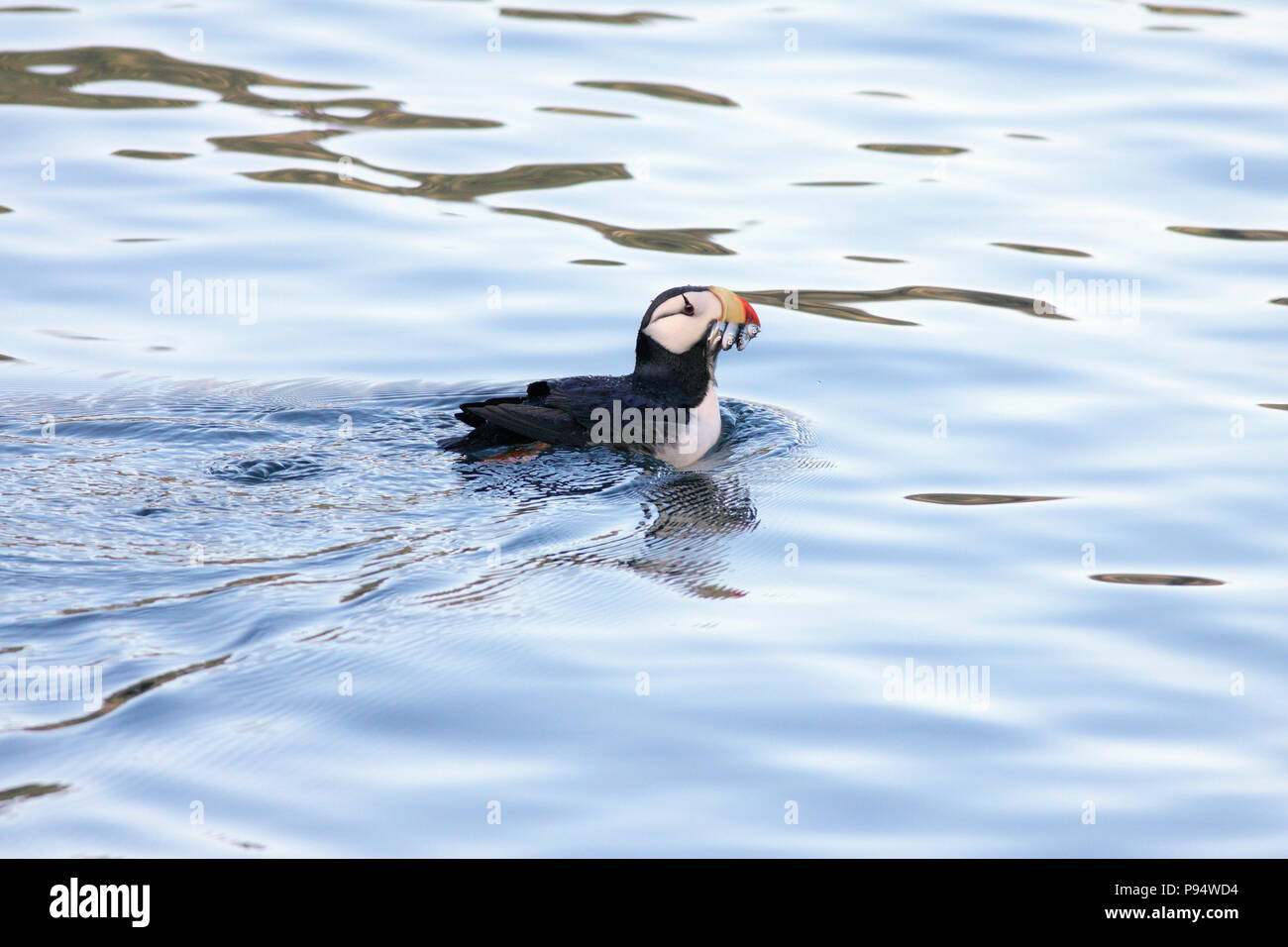Horned Puffin, fishing for prey for it's young. taken near Seward ...