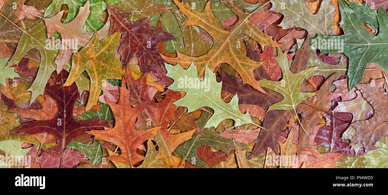 Autumn rustic colorful oak leaves background in filled frame layout ...