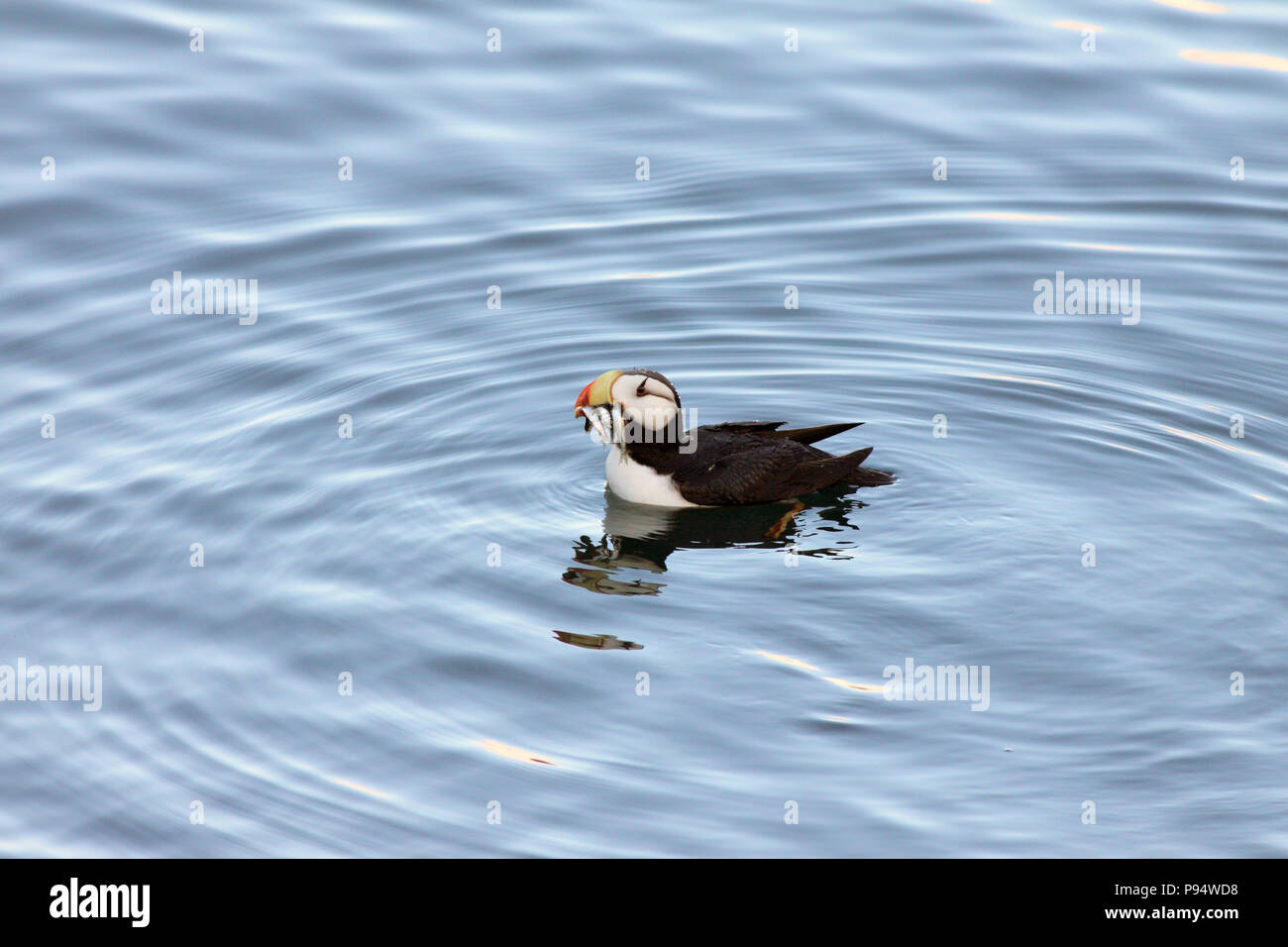Horned Puffin, fishing for prey for it's young. taken near Seward ...