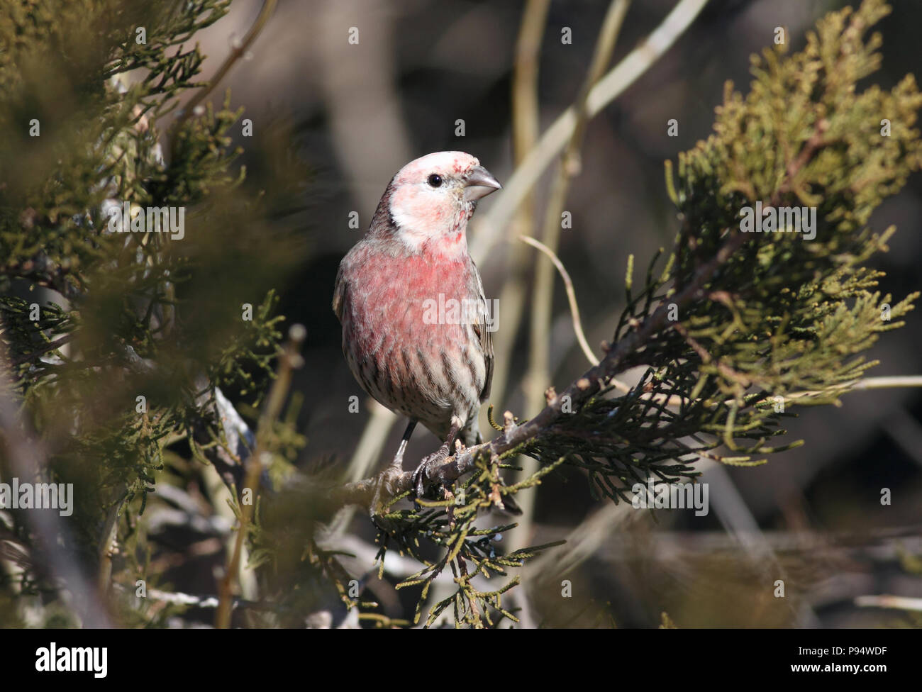 Bird with leucism hi-res stock photography and images - Alamy
