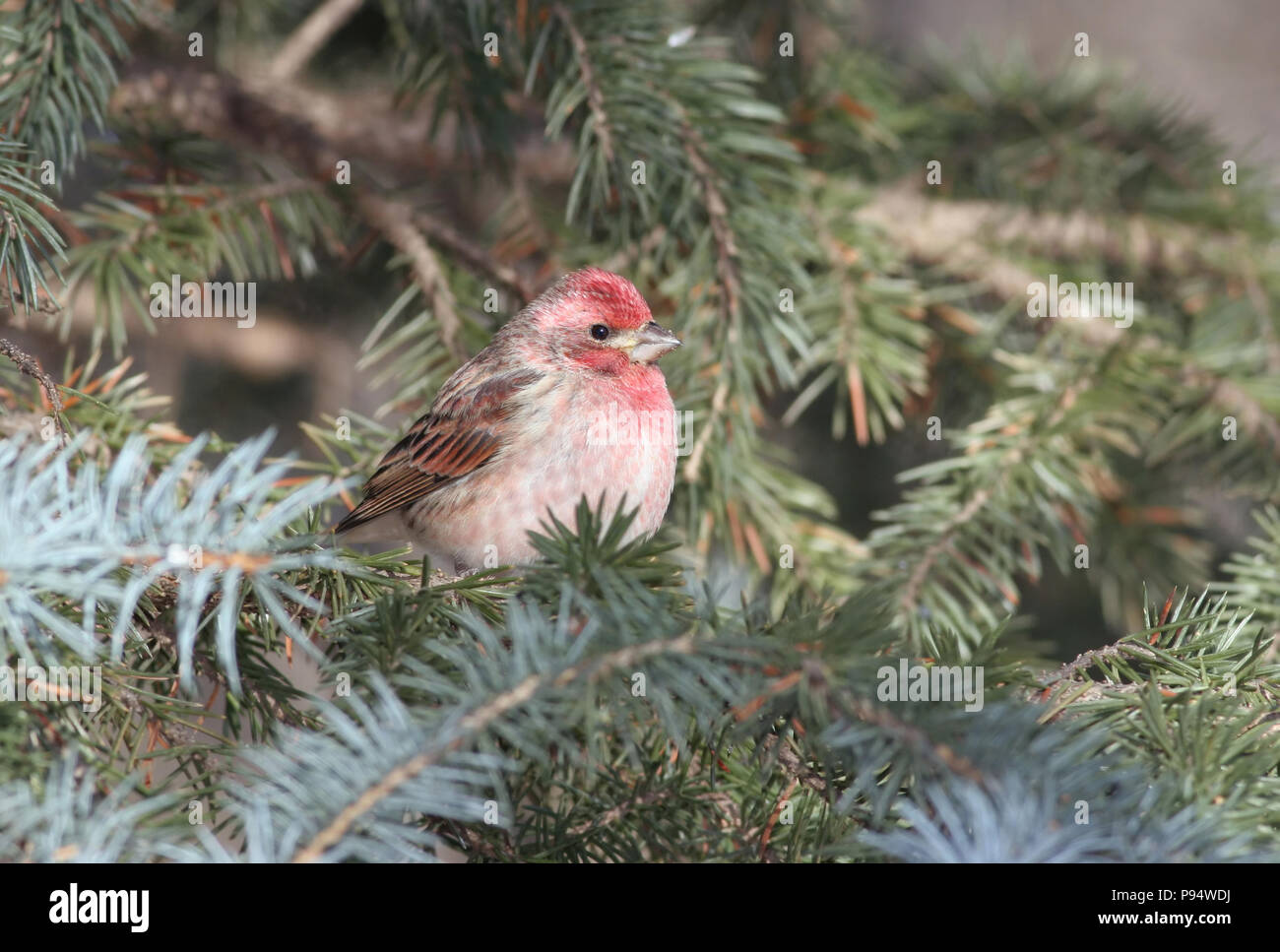 Terry finch hi-res stock photography and images - Alamy