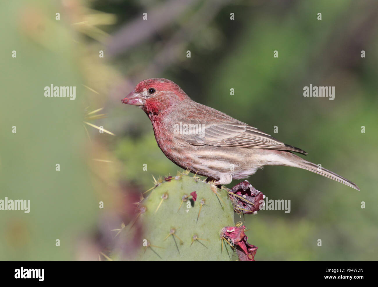 House Finch November 8th, 2015 Tohono Chul Park, Tucson, Arizona Stock ...