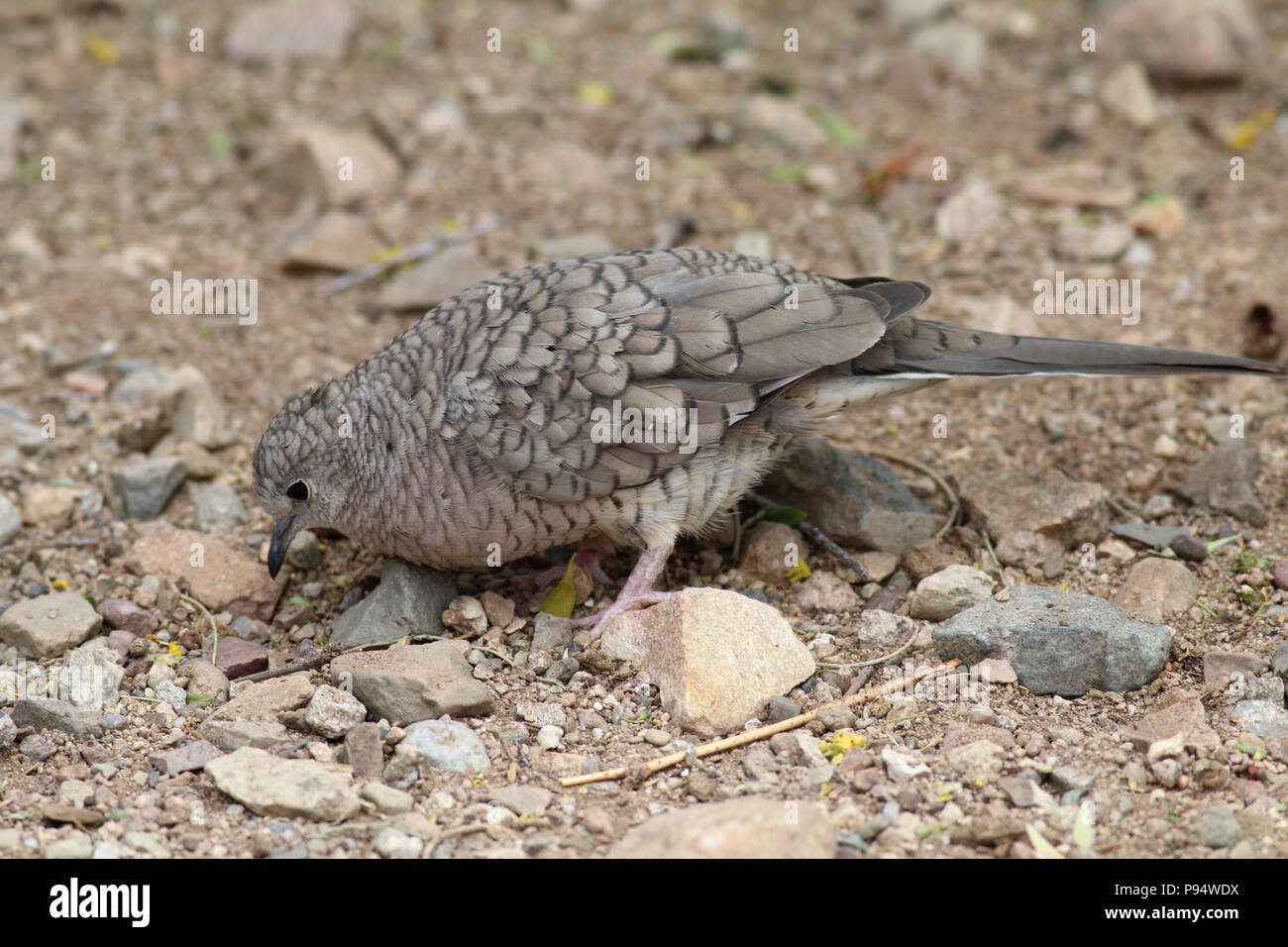 Scaled ground dove hi-res stock photography and images - Alamy