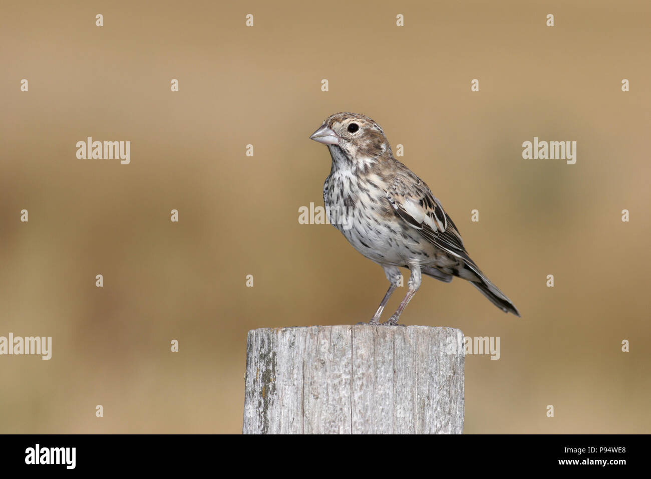 Lark bunting hi-res stock photography and images - Alamy
