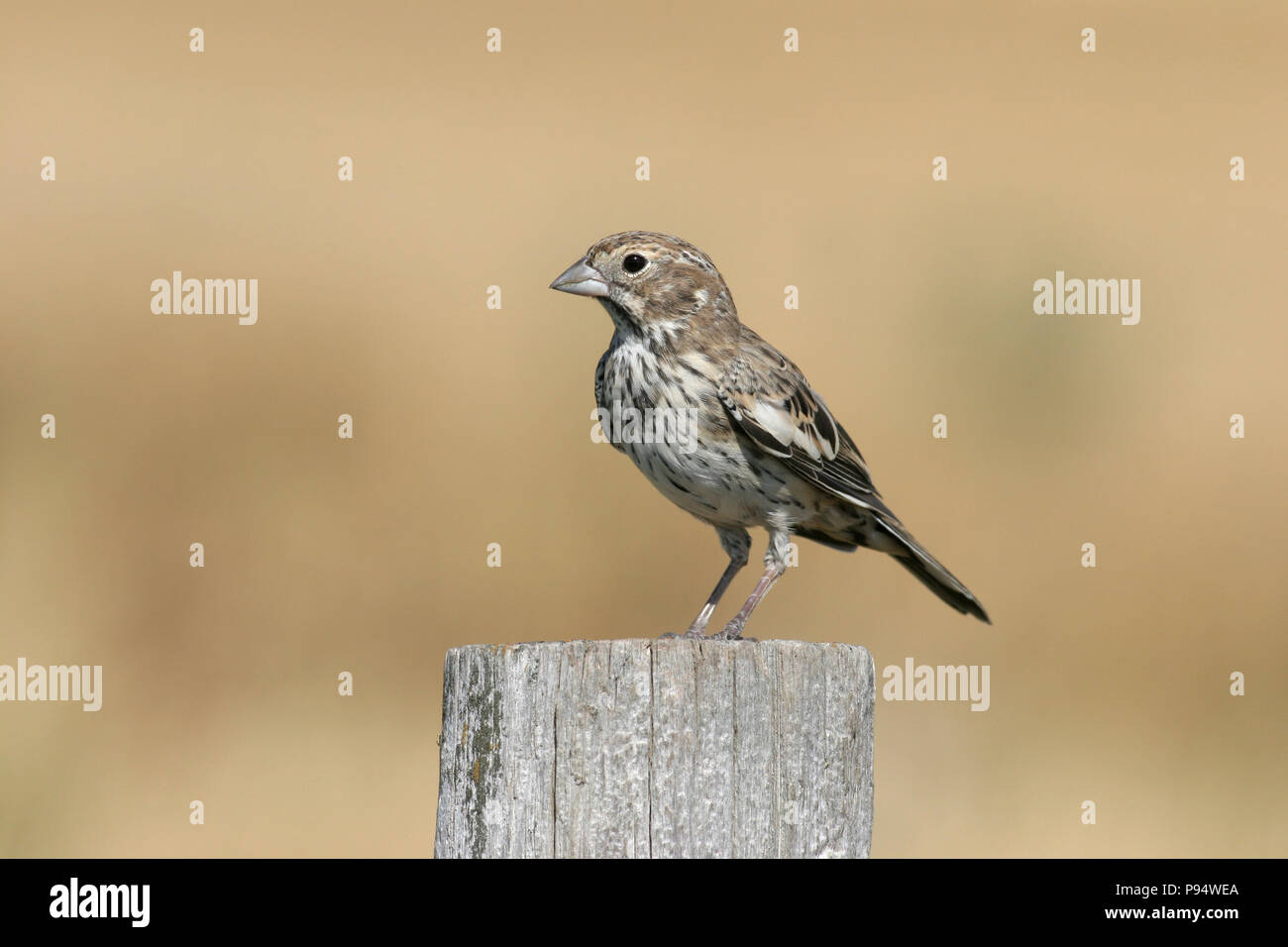 Lark bunting hi-res stock photography and images - Alamy