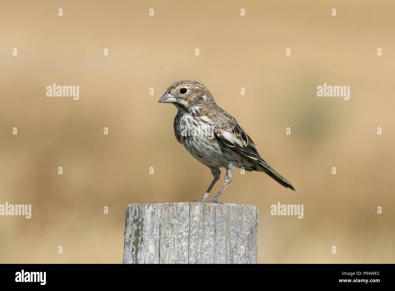 Lark bunting hi-res stock photography and images - Alamy