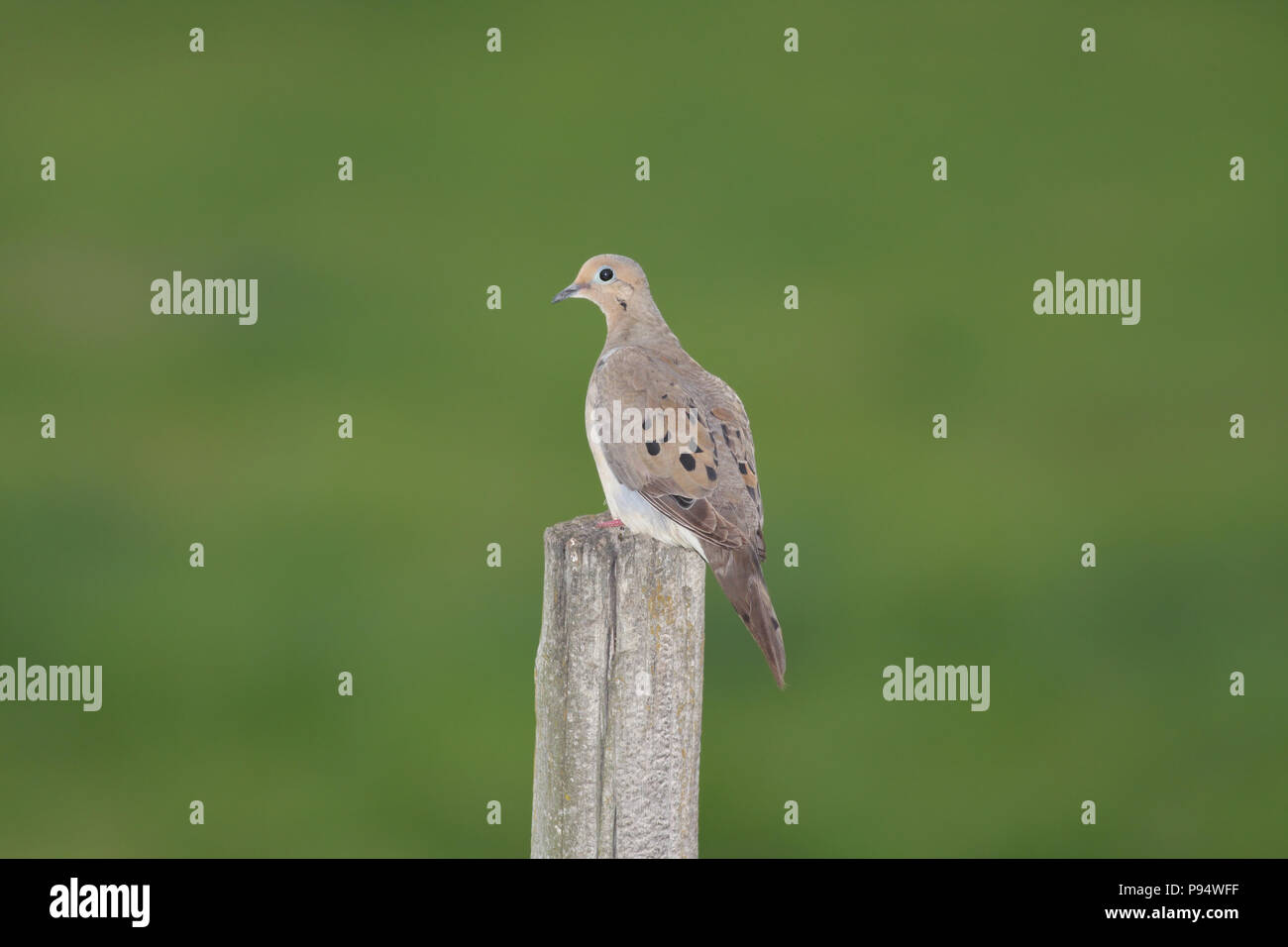 Wood dove in profile hi-res stock photography and images - Alamy