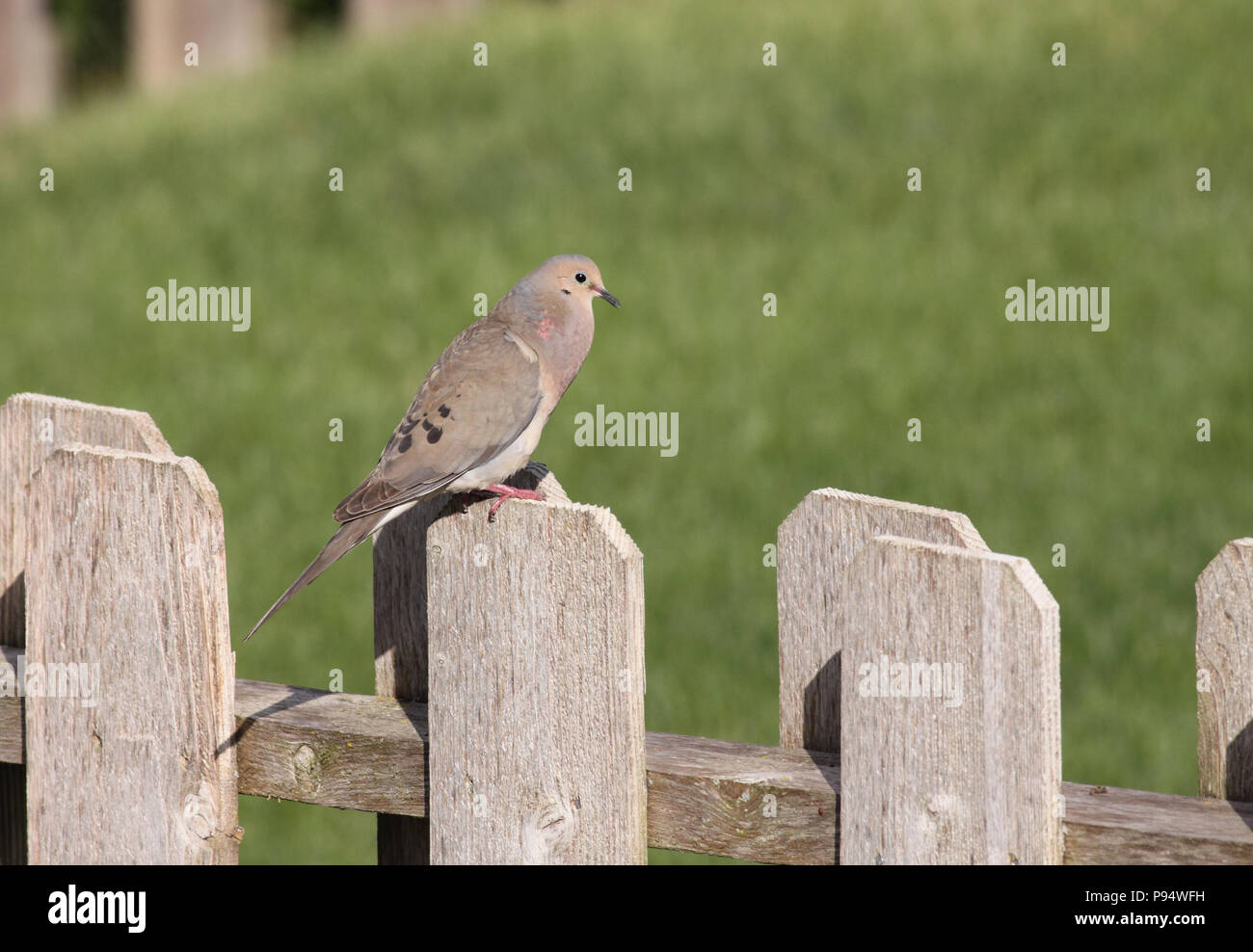 Terry wood hi-res stock photography and images - Alamy
