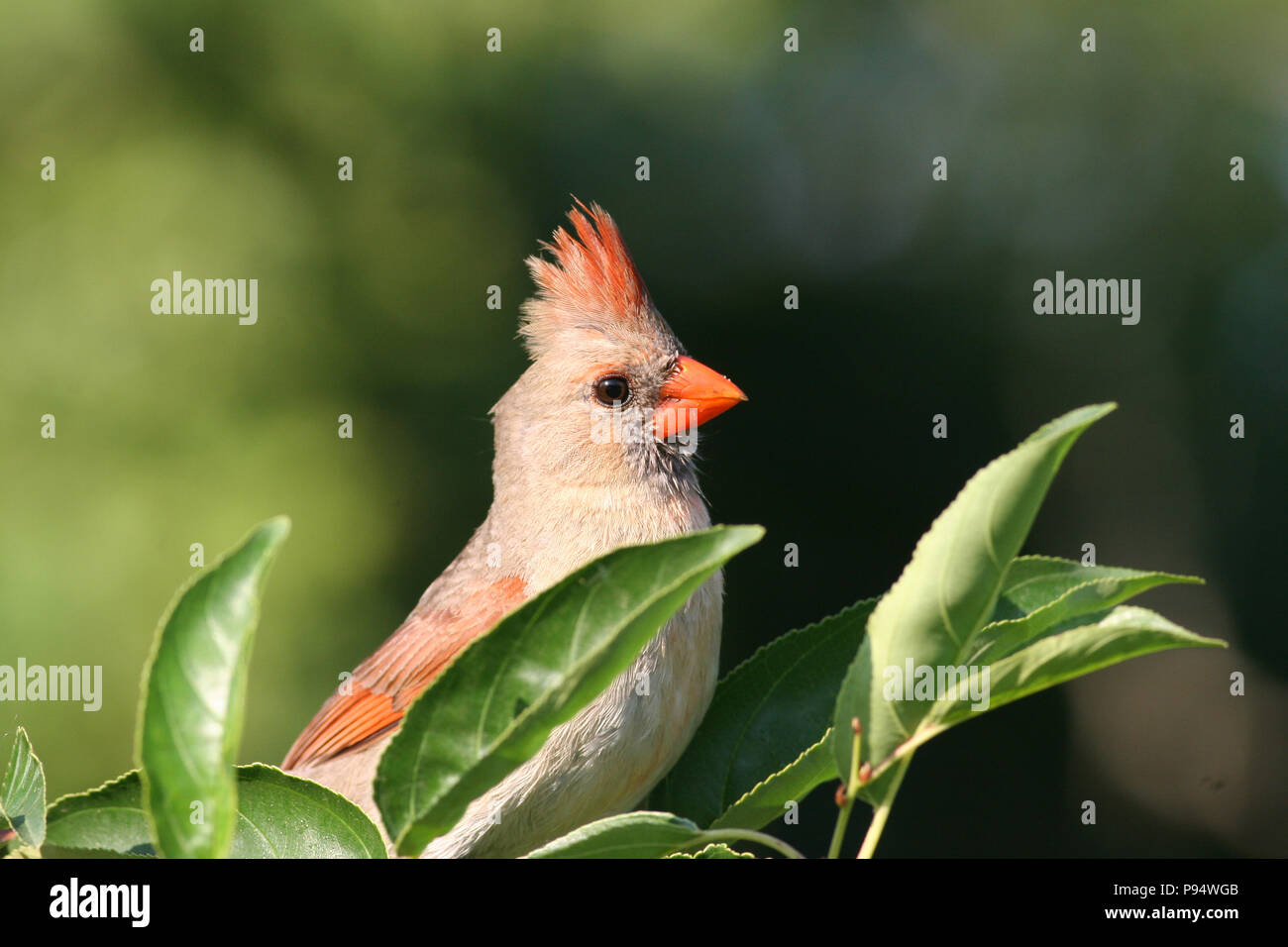 Cardinal head hi-res stock photography and images - Alamy