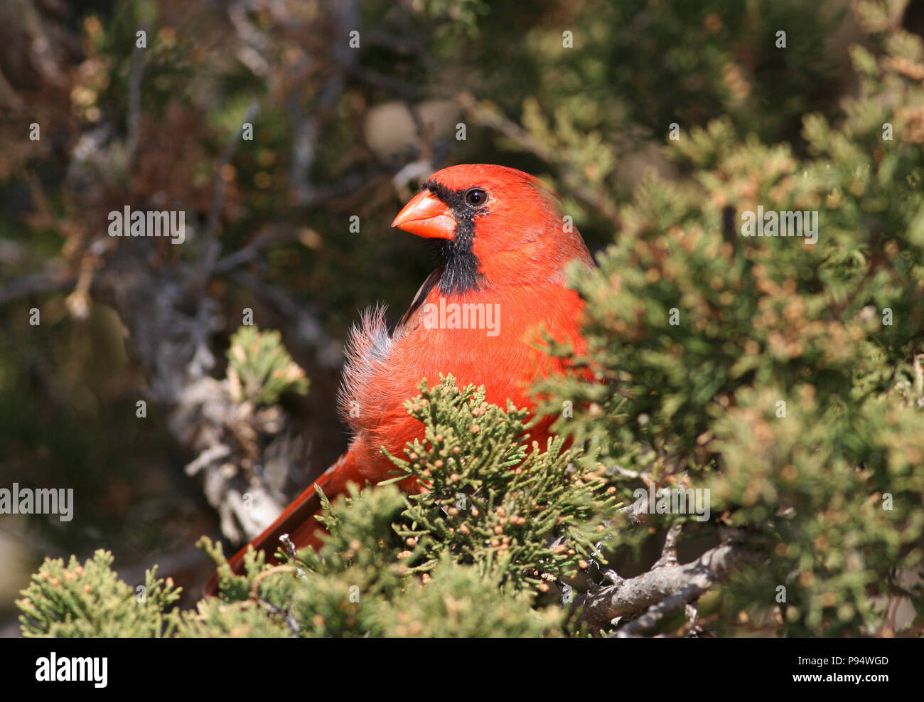 Fall cardinal hi-res stock photography and images - Alamy
