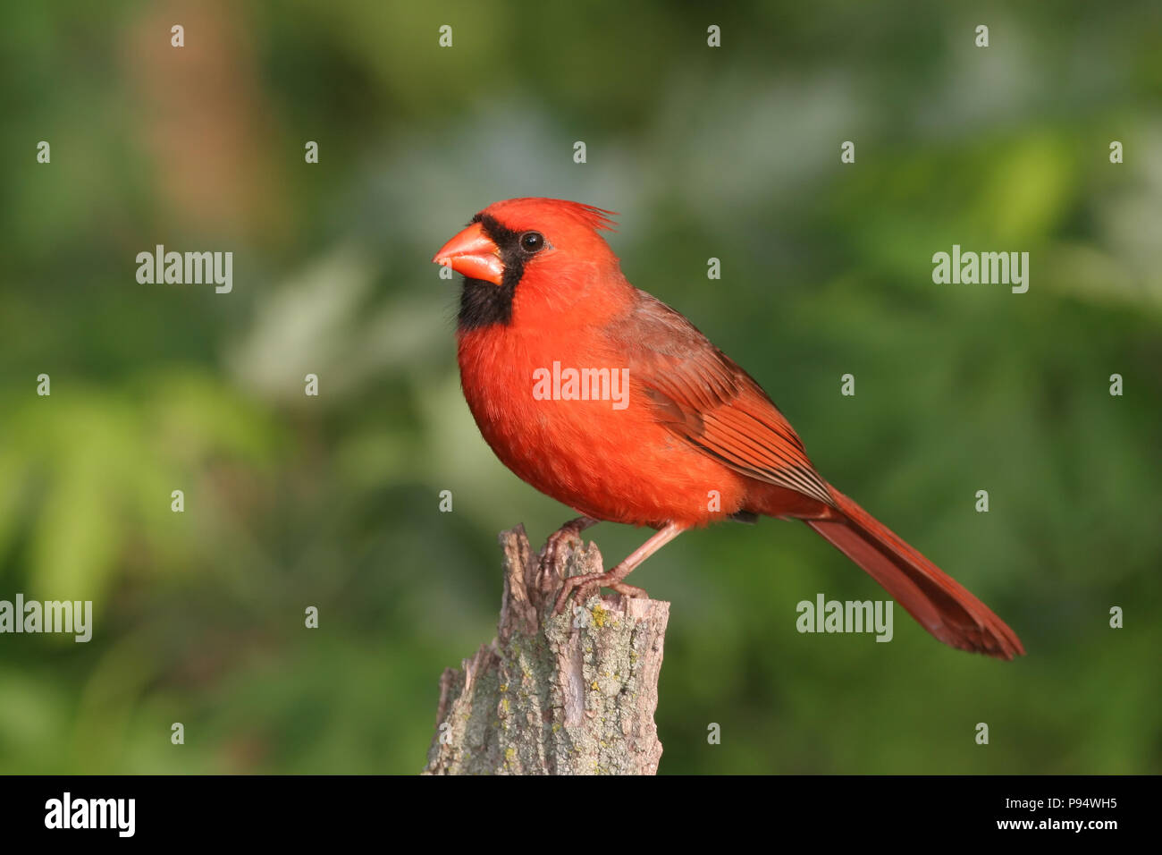 Male Northern Cardinal (Cardinalis cardinalis) in the morning sun Stock ...