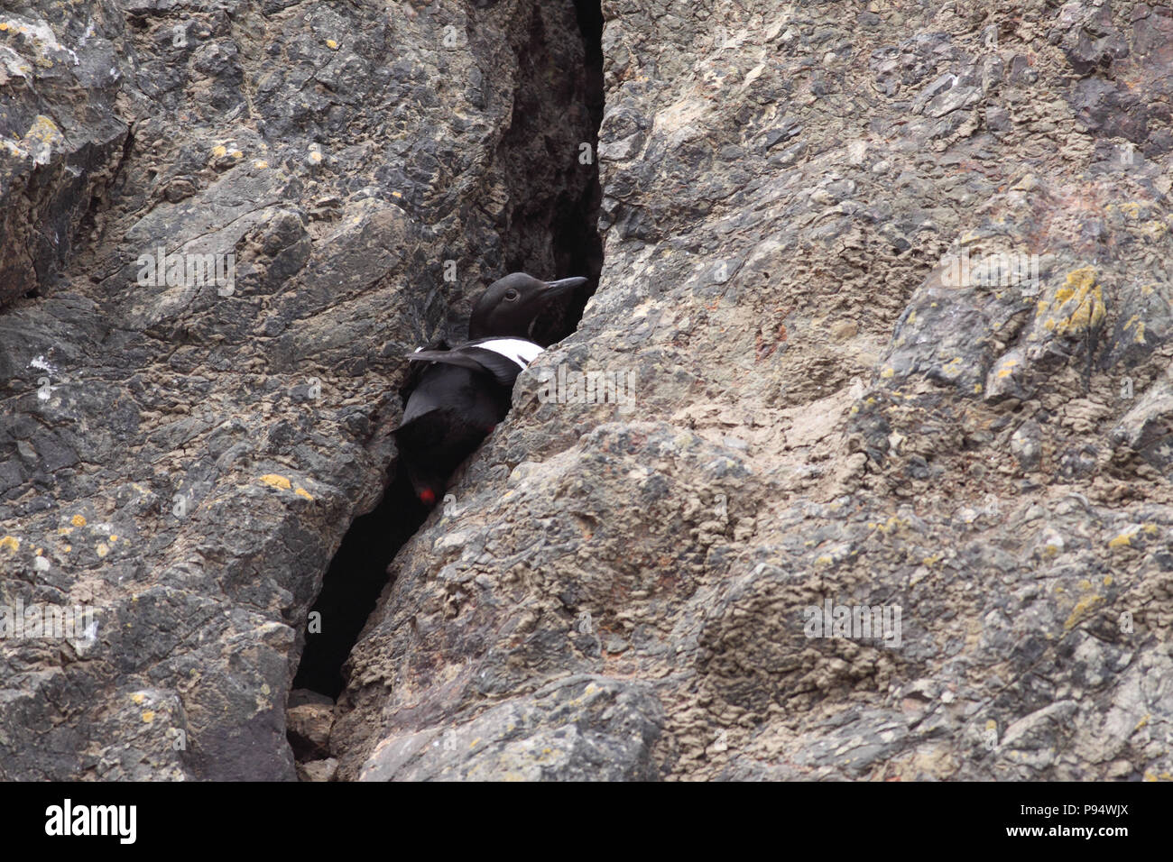 Pigeon Guillemot on "Haystack Rock", off coast of Cannon Beach, Oregon ...