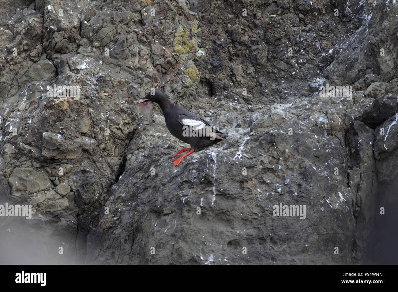Pigeon Guillemot on "Haystack Rock", off coast of Cannon Beach, Oregon ...