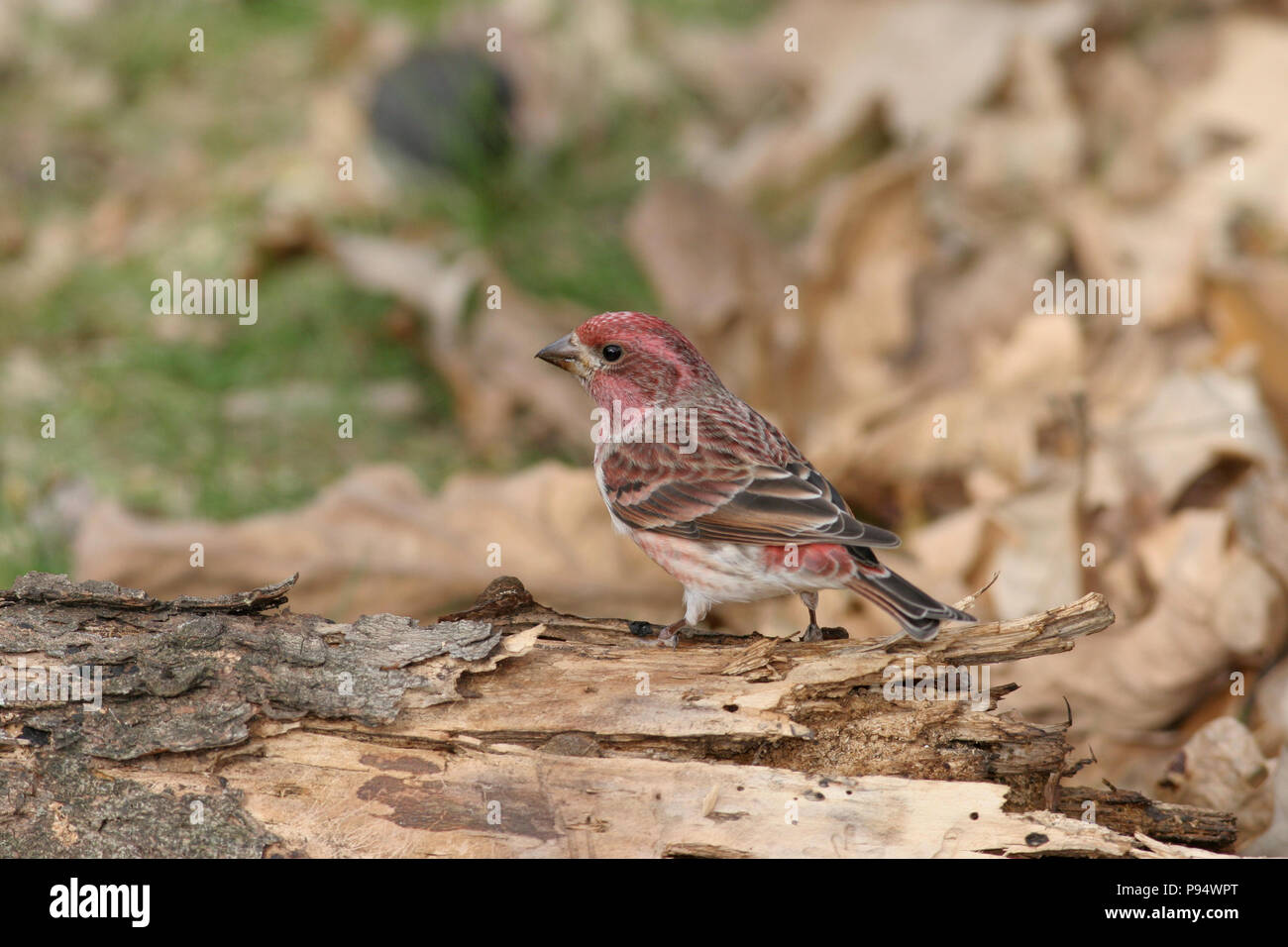 Male Purple Finch foraging on the ground at the Big Sioux Recreation ...
