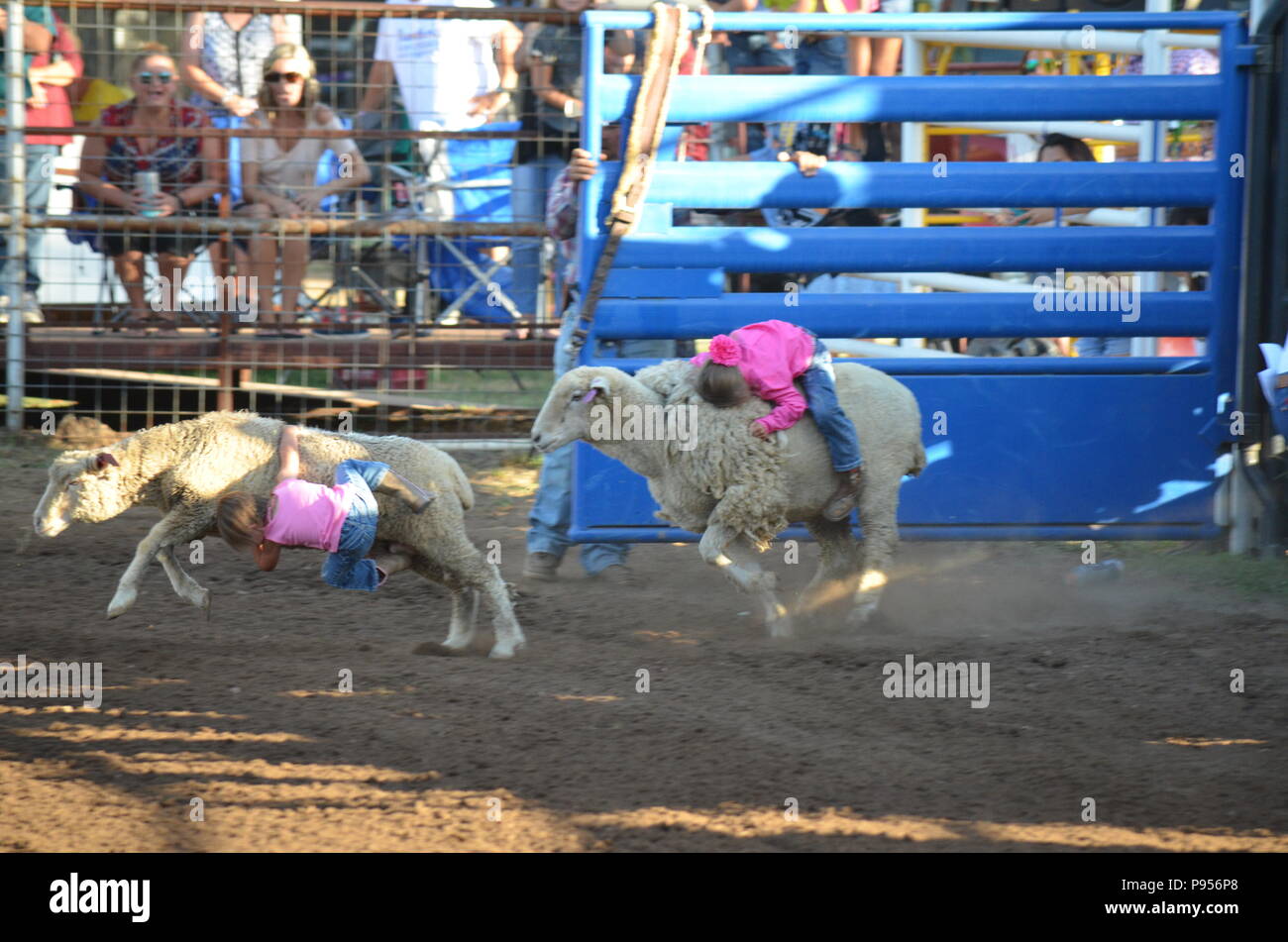 Mutton busting hi-res stock photography and images - Alamy