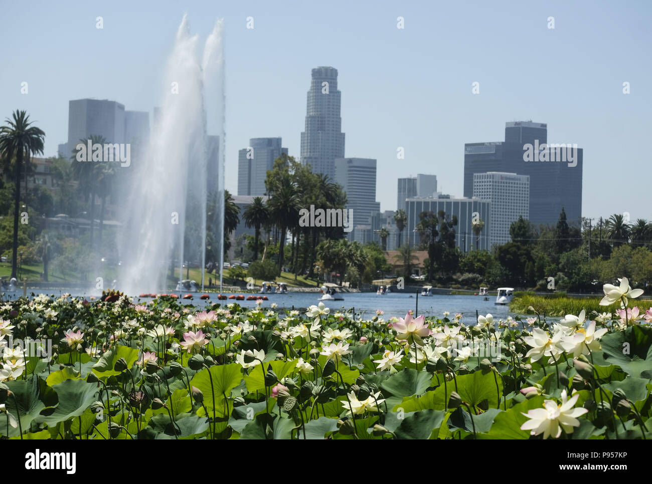 Los Angeles, California, USA. 14th July, 2018. Lotus flowers bloom ...