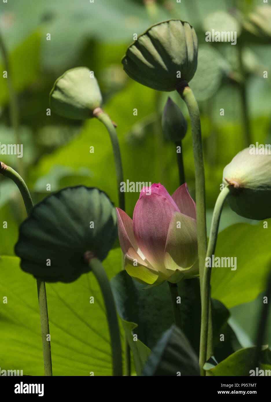 Los Angeles, California, USA. 14th July, 2018. A Lotus flower blooms ...