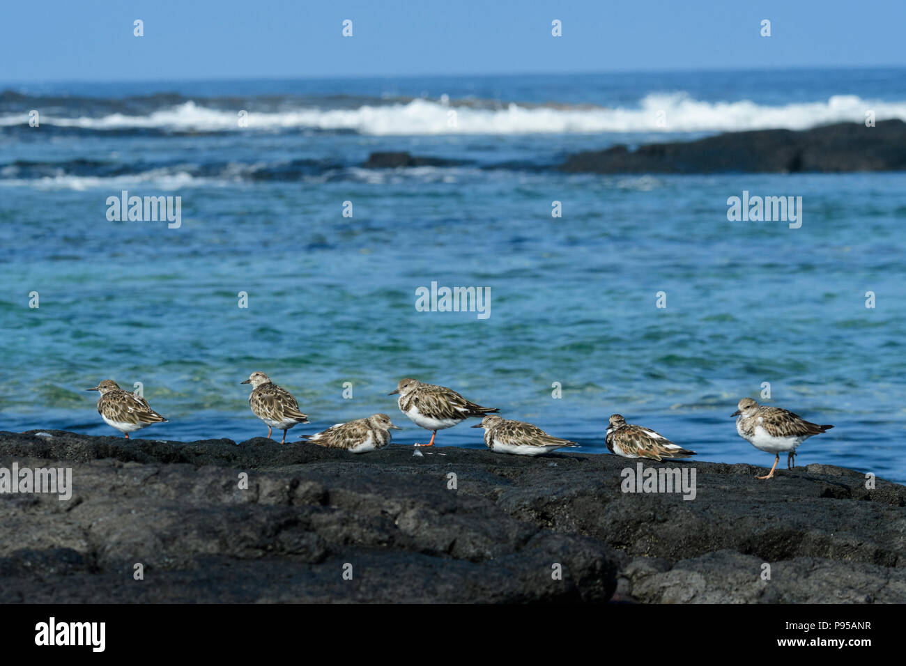 South Pacific, USA, Hawaii, Hawaiian, Island, Big Island, Shore Birds ...