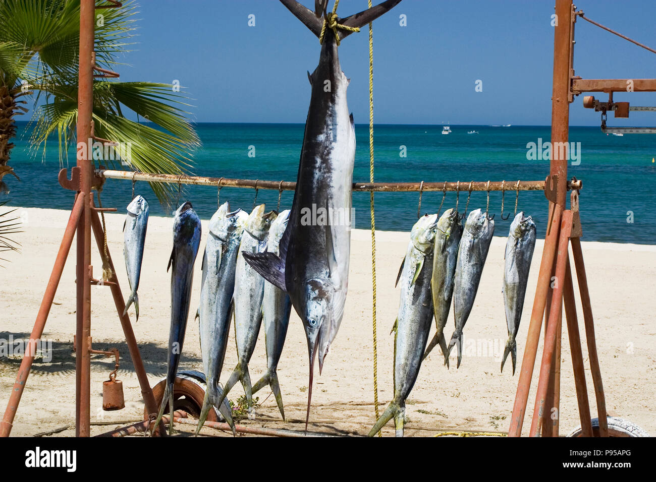 fish catch of the day Stock Photo - Alamy