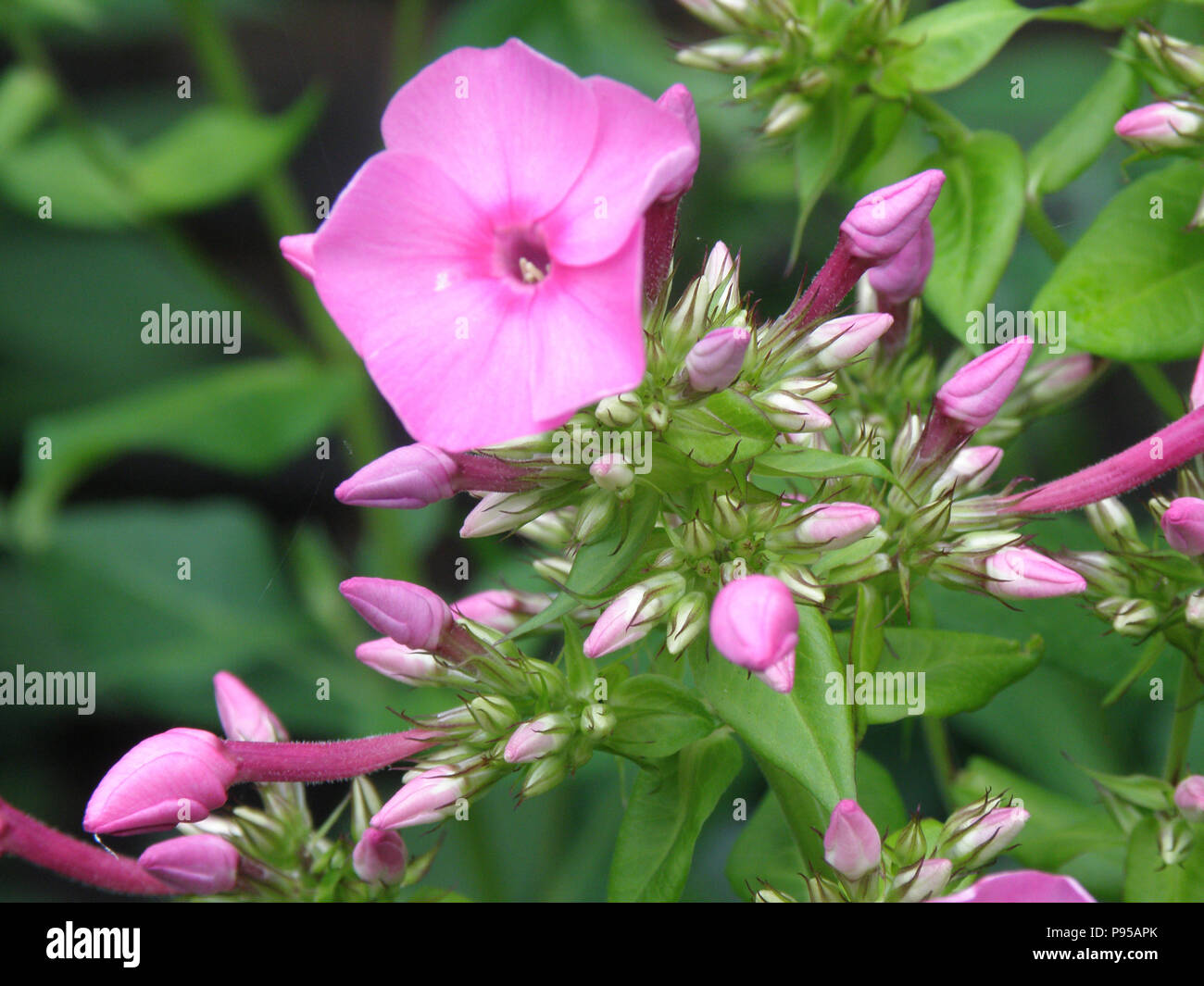 Budding and flowering pink phlox flowers in a garden Stock Photo - Alamy