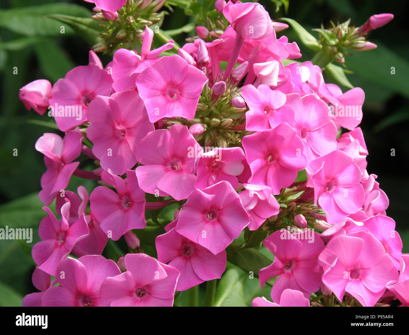 Gorgeous dark pink phlox flowers in a garden Stock Photo - Alamy