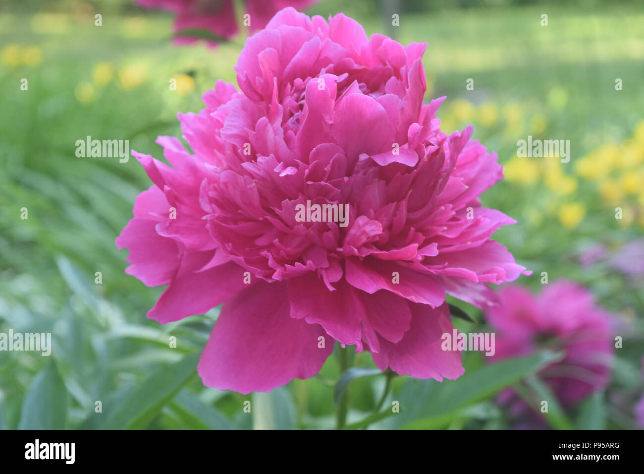 Goegeous hi-res stock photography and images - Alamy