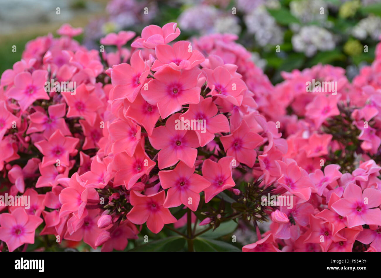 Pretty garden with beautiful flowering pink phlox flowers Stock Photo ...